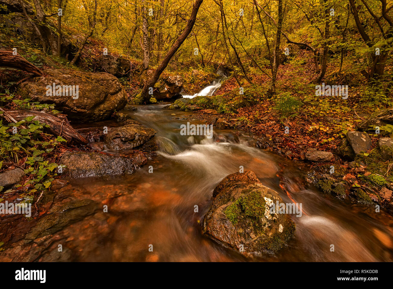 Watery forest hi-res stock photography and images - Alamy