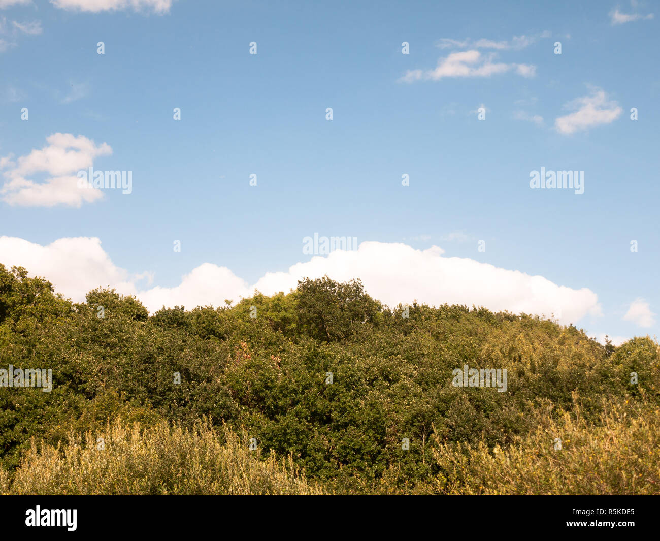 tree line green background with blue sky and clouds Stock Photo - Alamy
