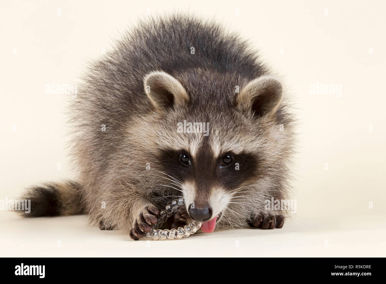 animals coon 24712 Stock Photo - Alamy