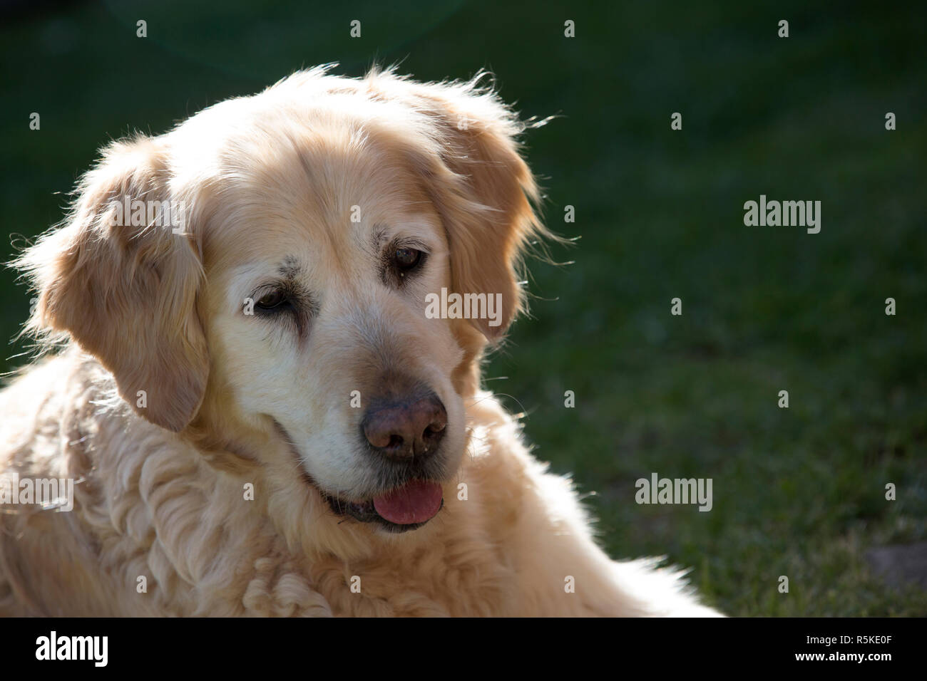 Why Do Golden Retrievers Faces Turn White Why Do Golden Retrievers Faces Turn White