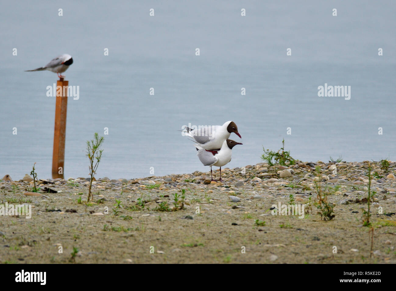 Seagull Mating High Resolution Stock Photography and Images - Alamy