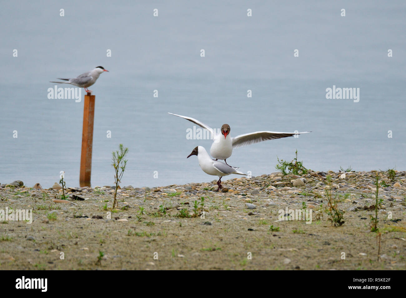 Mating seagull bird hi-res stock photography and images - Alamy