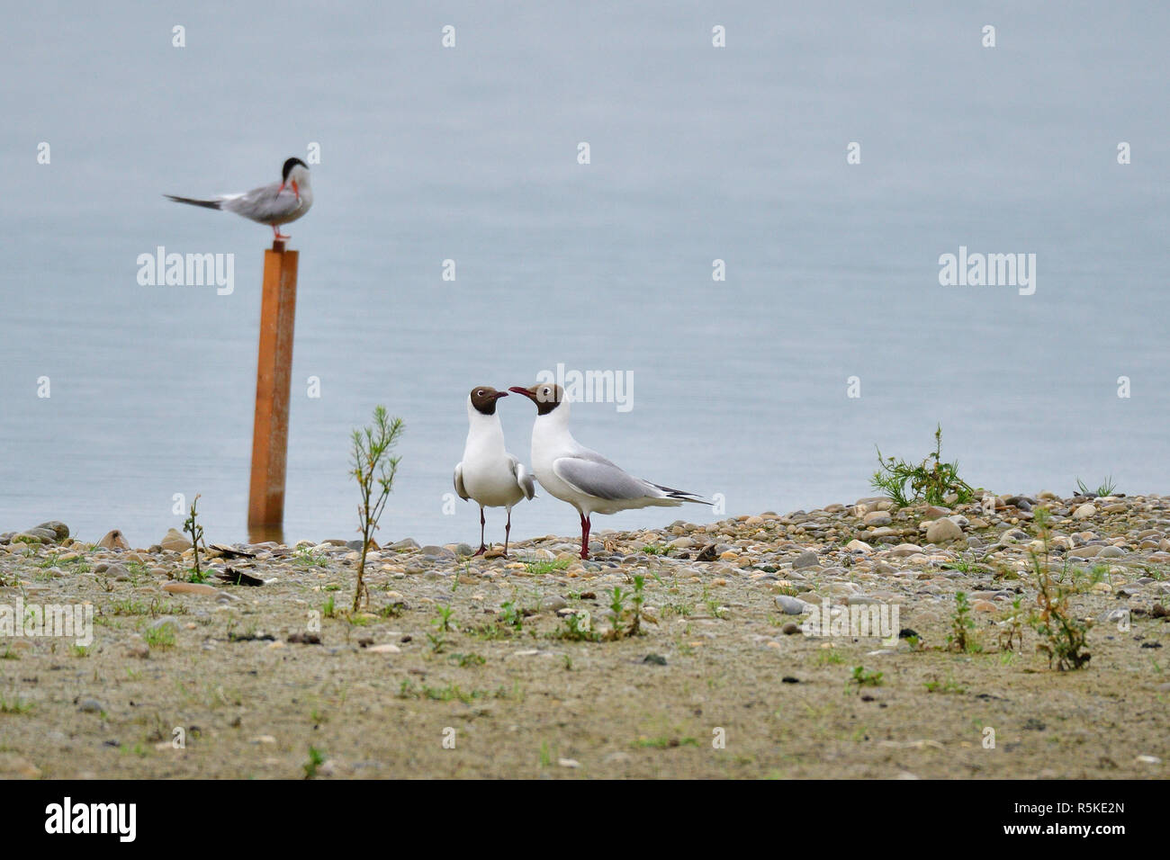 Mating seagull bird hi-res stock photography and images - Alamy