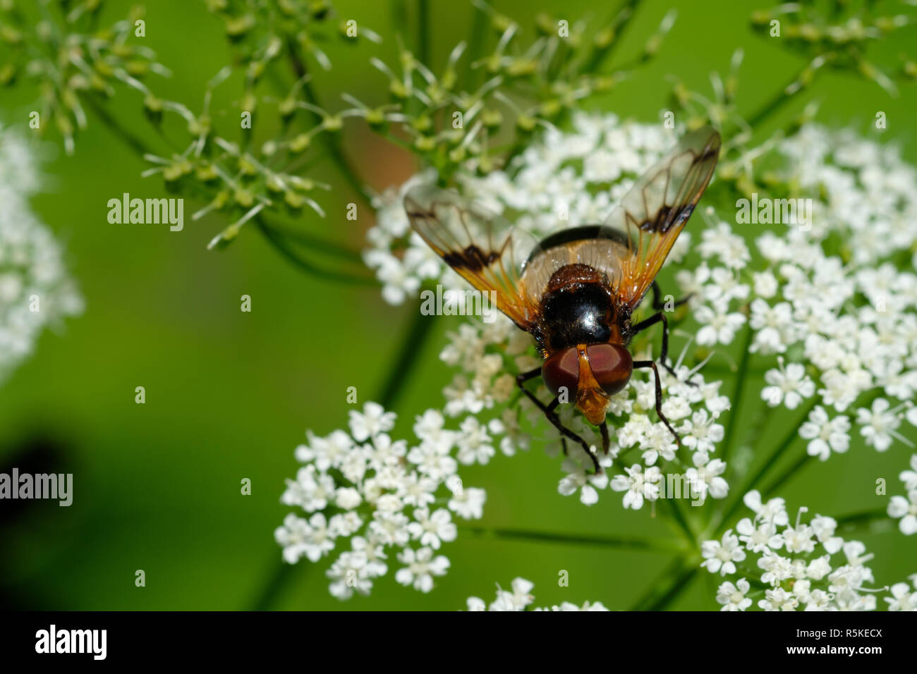 common bumblebee fly (volucella pellucens) on a flower Stock Photo - Alamy