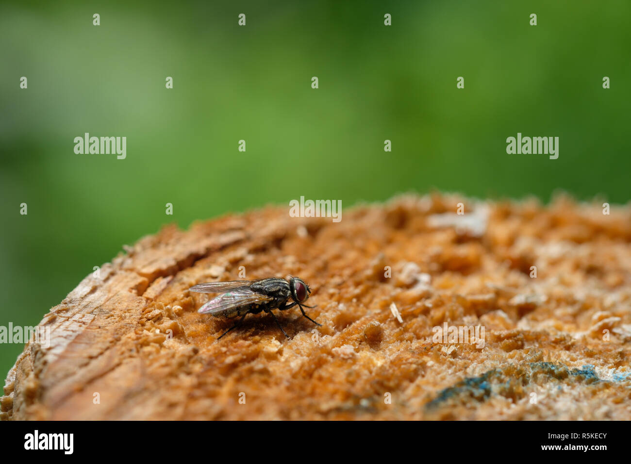 Barn fly hi-res stock photography and images - Alamy