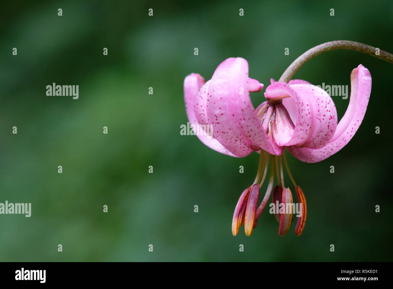 pink flower of turban lily (lilium martagon Stock Photo - Alamy