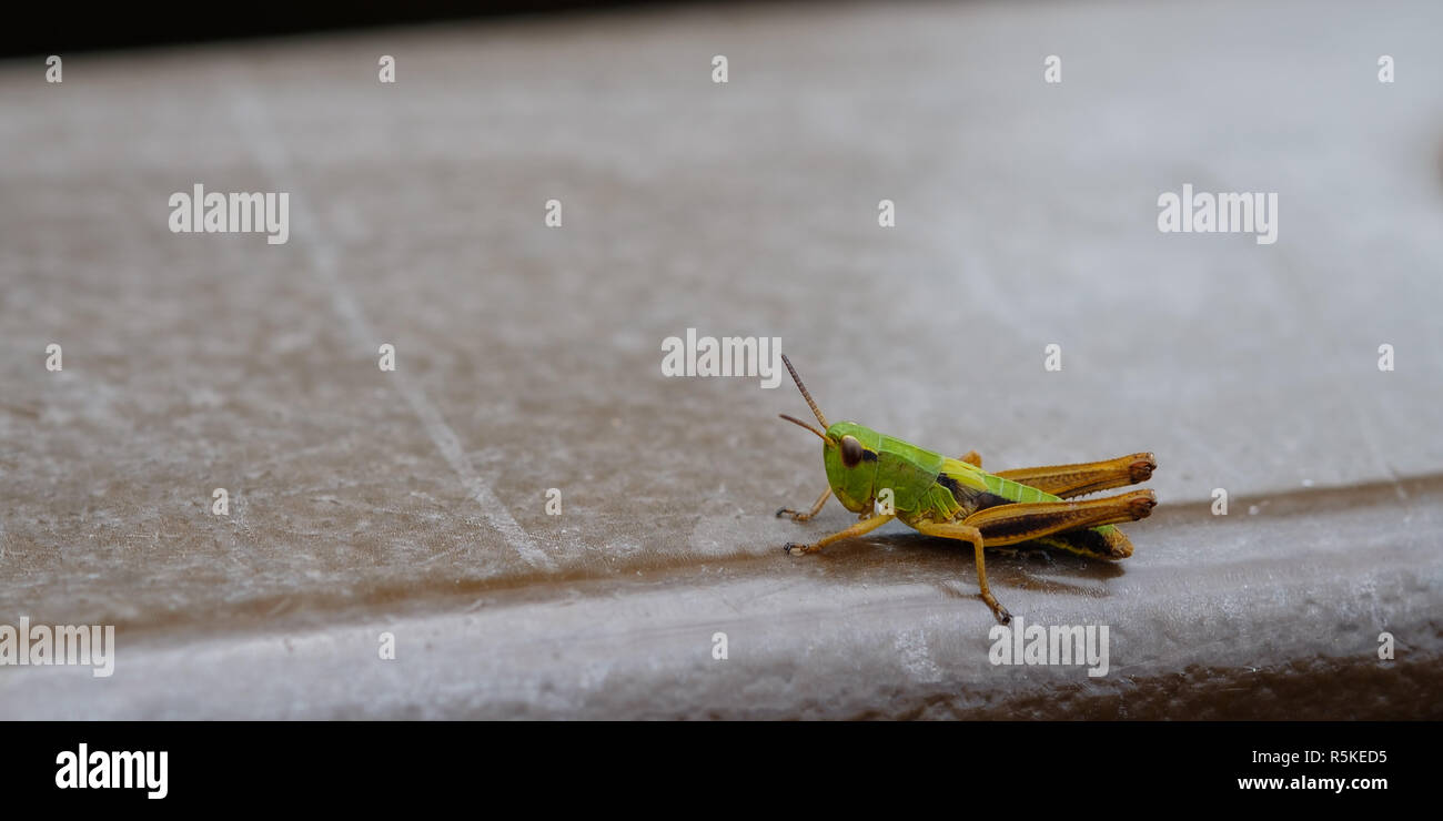 Green insect grasshopper hi-res stock photography and images - Alamy