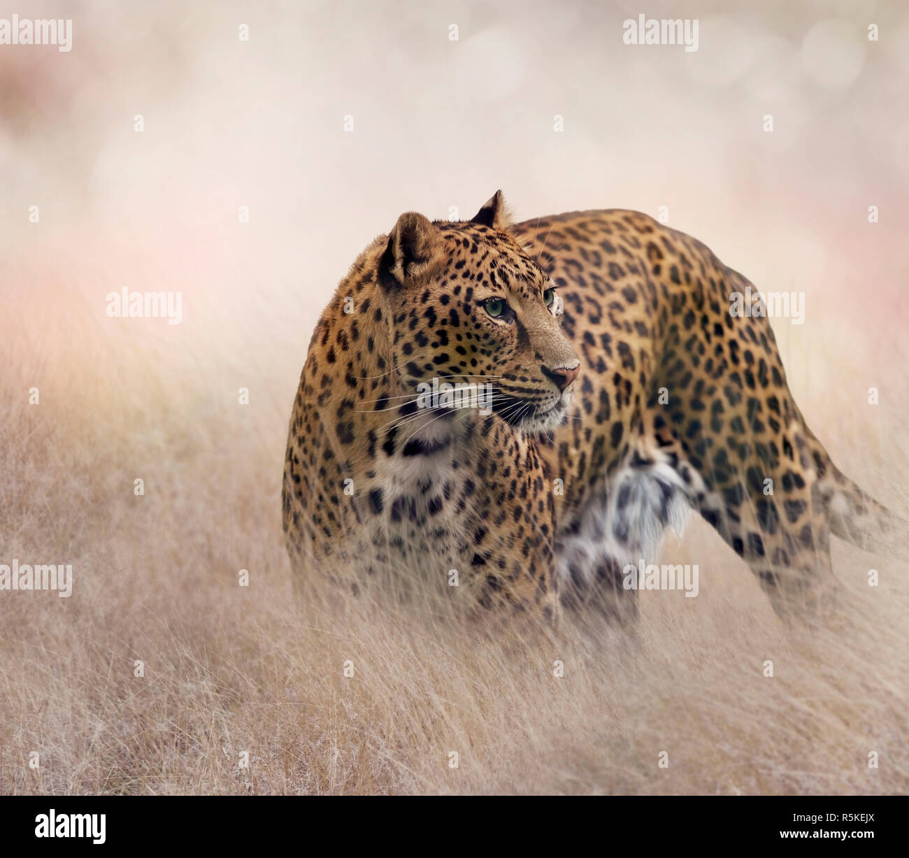 Powerful leopard hi-res stock photography and images - Alamy
