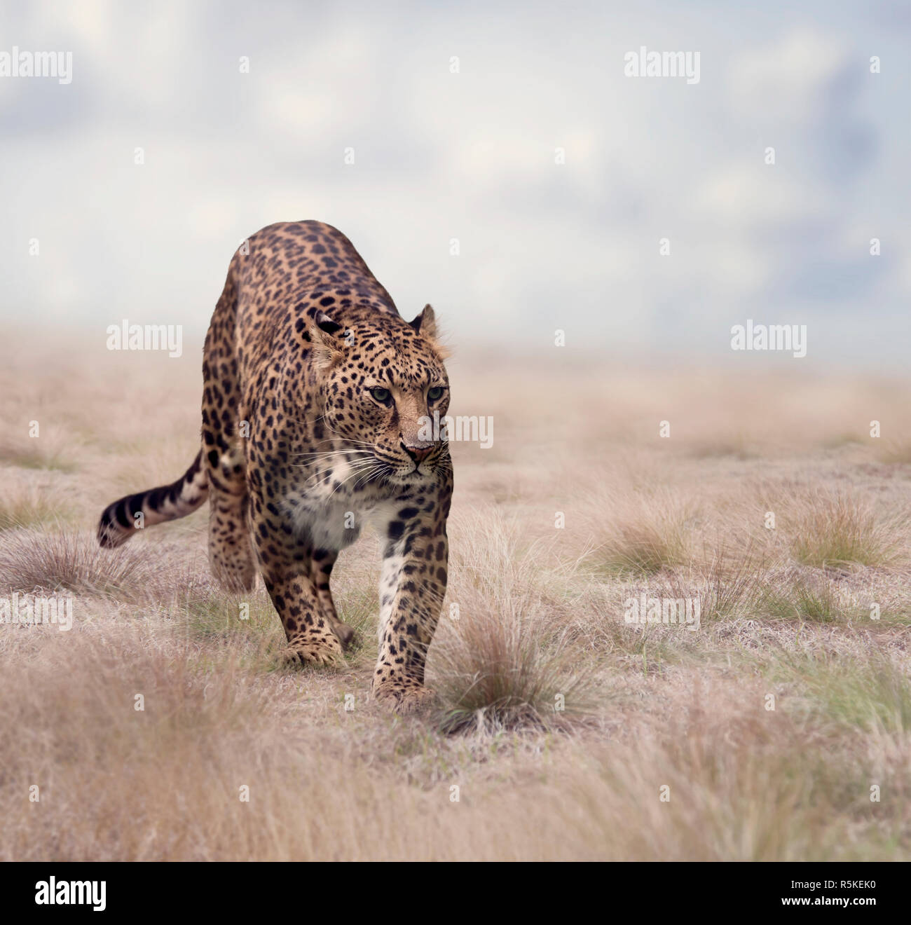 Leopard wallpaper hi-res stock photography and images - Alamy