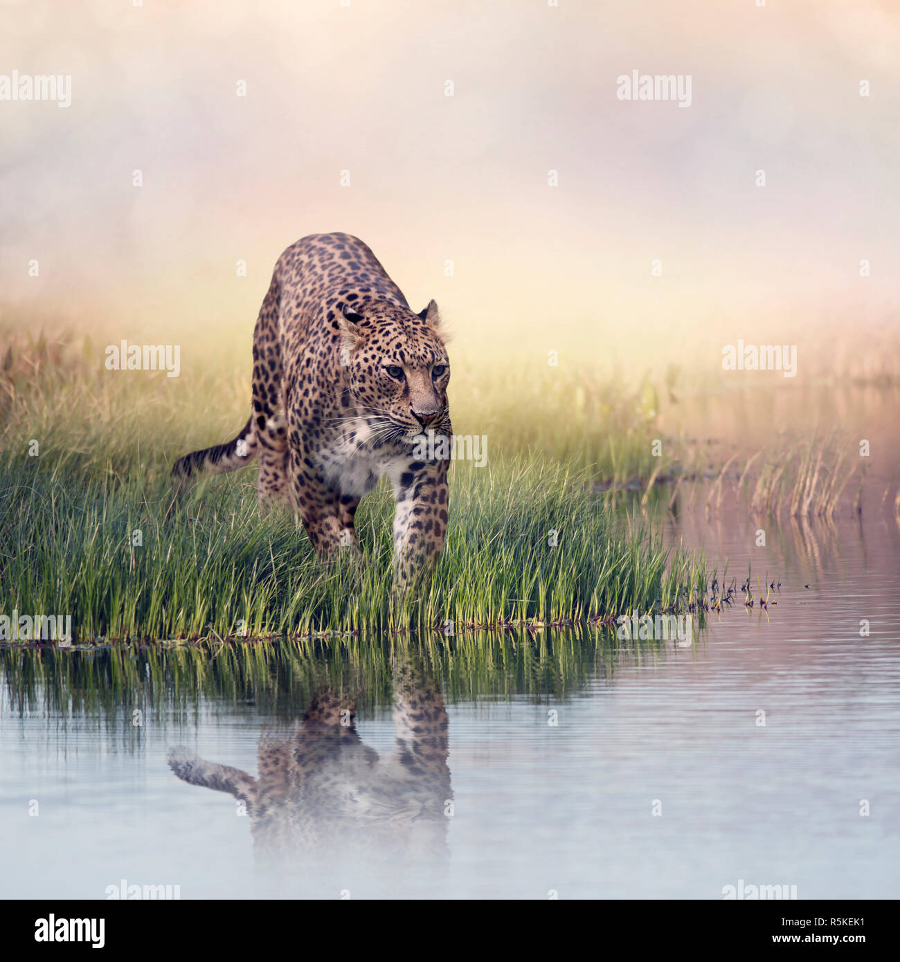 Leopard Water Walking Animal High Resolution Stock Photography and ...