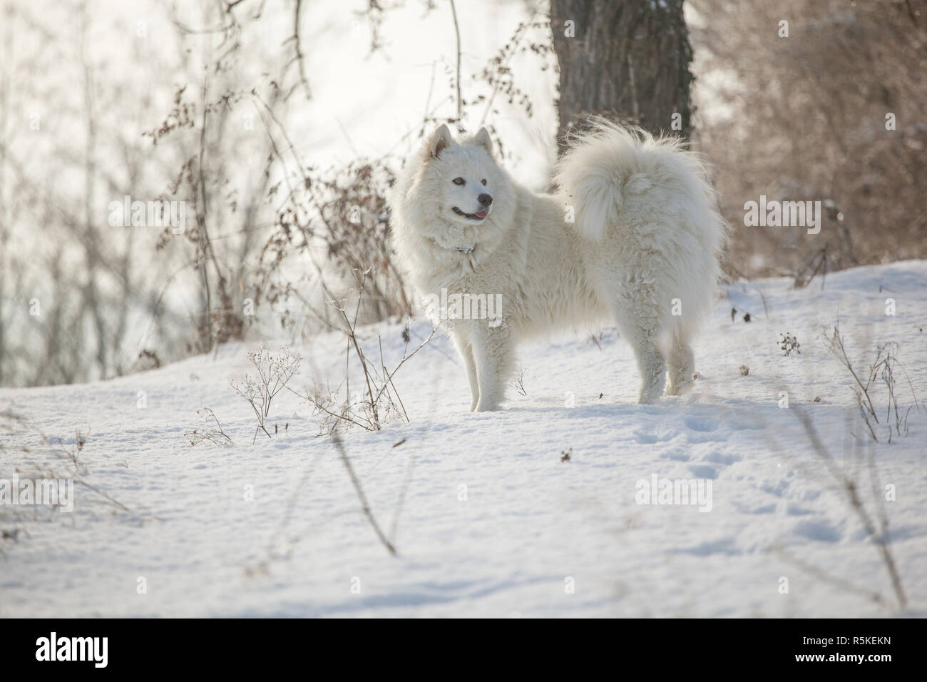 White dog Samoyed play on snow Stock Photo - Alamy