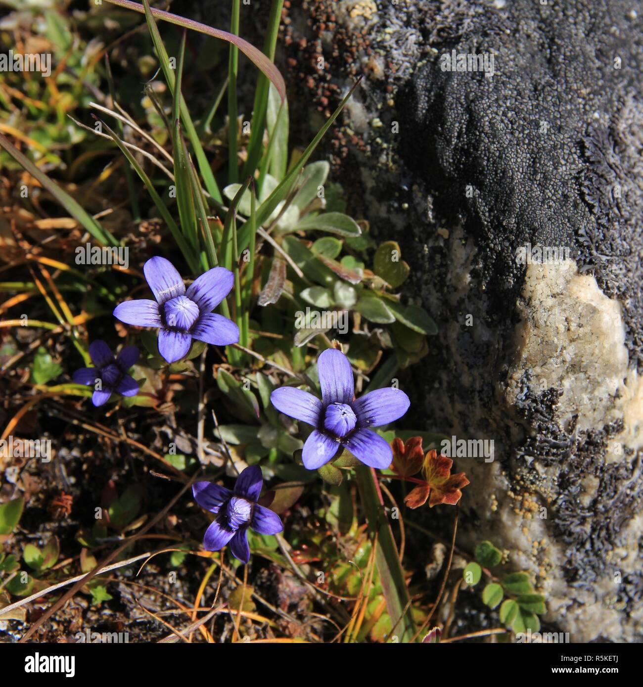 Himalayas himalayan flora vegetation hi-res stock photography and ...