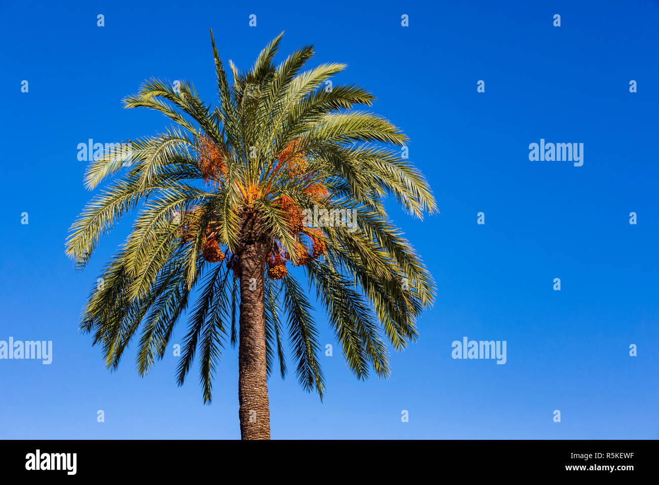 Phoenix dactylifera hi-res stock photography and images - Alamy