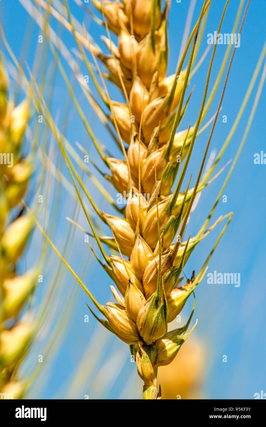 Single spike hi-res stock photography and images - Alamy
