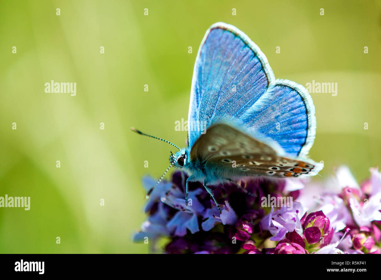 Uling hi-res stock photography and images - Alamy