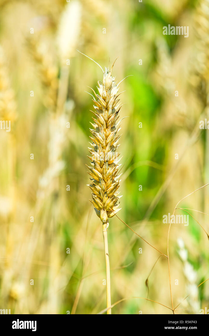 Single spike hi-res stock photography and images - Alamy