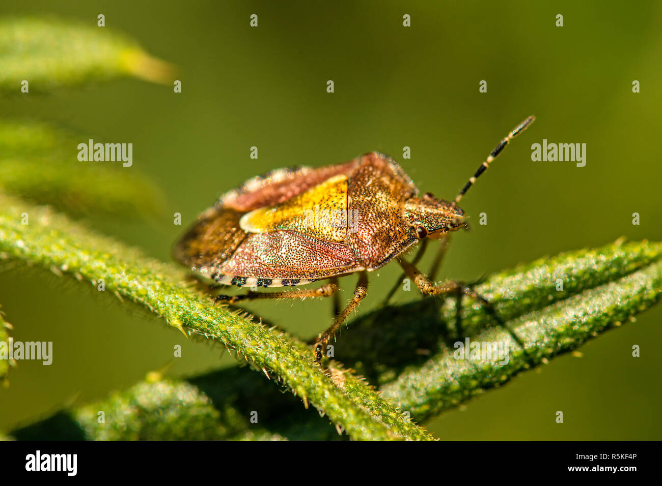 berry bug,dolycois baccarum l Stock Photo - Alamy