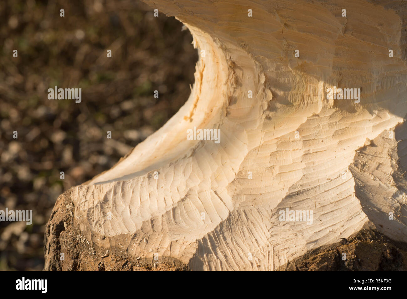 Beaver teeth hi-res stock photography and images - Alamy