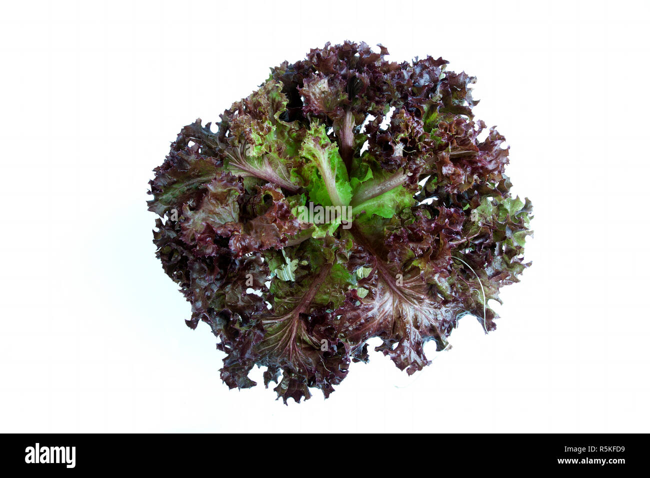 Curly leafy lettuce Cut Out Stock Images & Pictures - Alamy