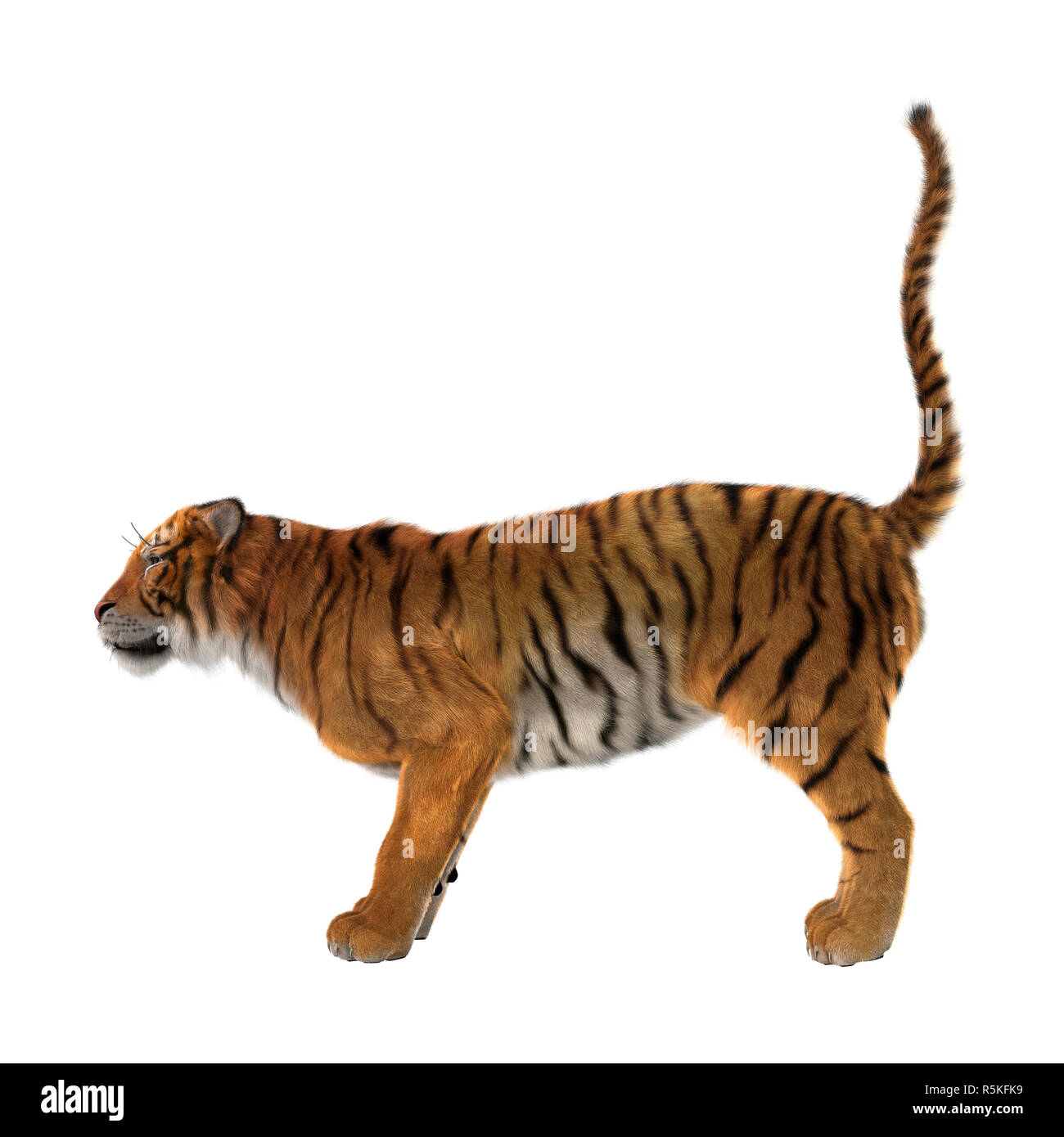 3D Rendering Big Cat Tiger on White Stock Photo - Alamy