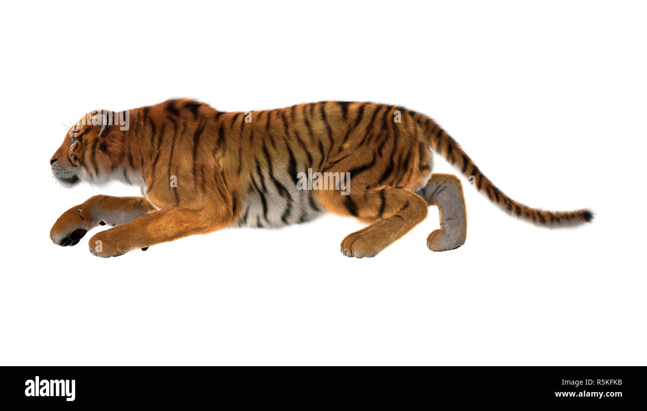 Royal bengal tiger Cut Out Stock Images & Pictures - Alamy