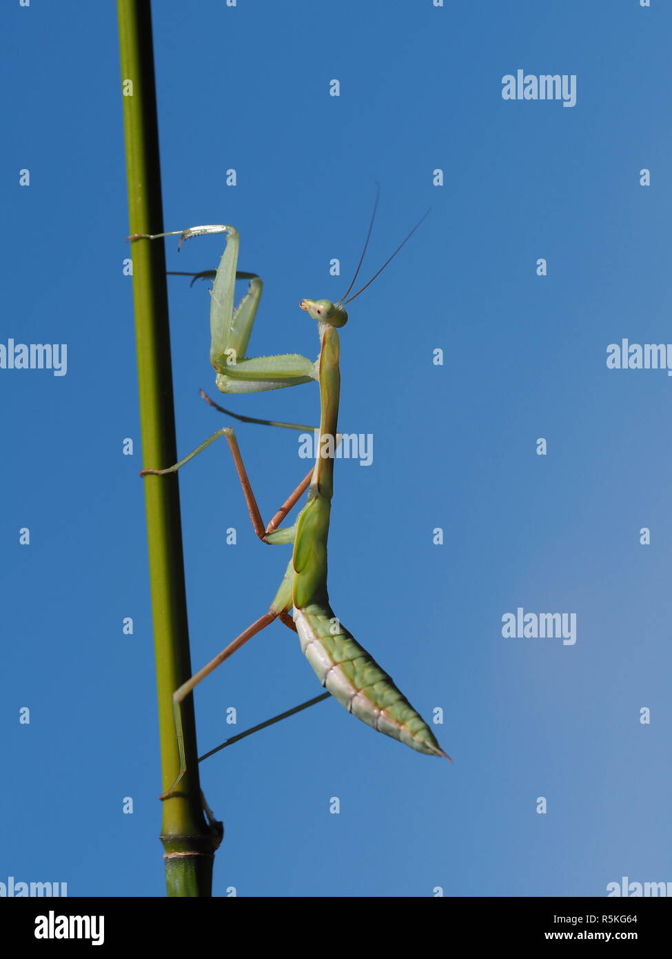 indian mantis - hierodula membranacea Stock Photo - Alamy