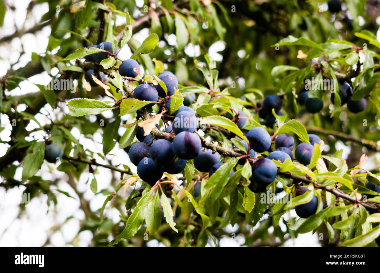 Blackthorn prunus spinosa close up leaves hi-res stock photography and ...