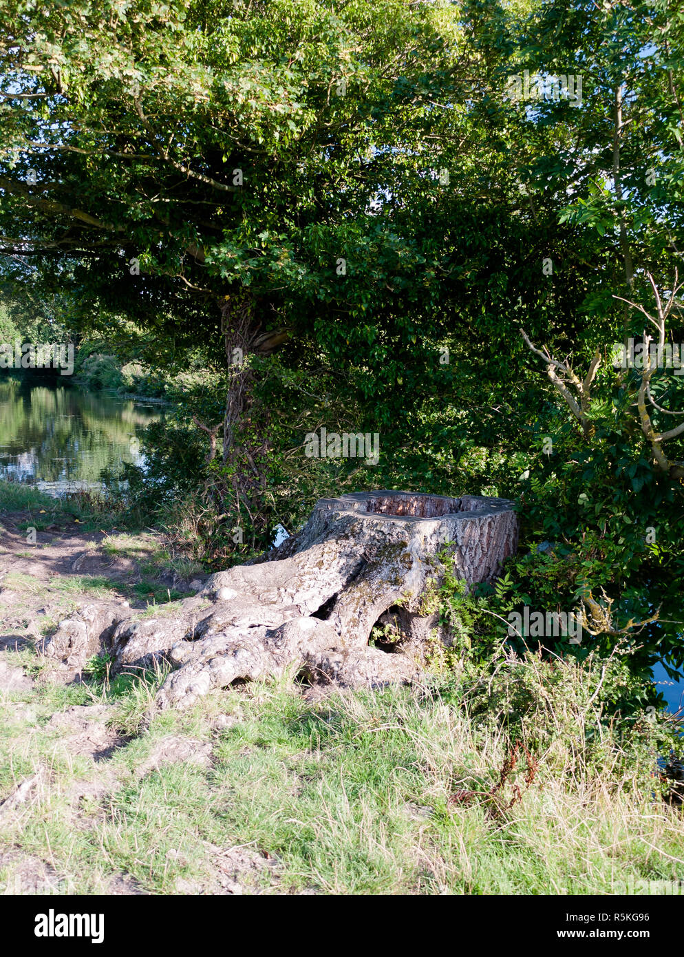 a dead wooden stump of a chopped down tree outside Stock Photo - Alamy