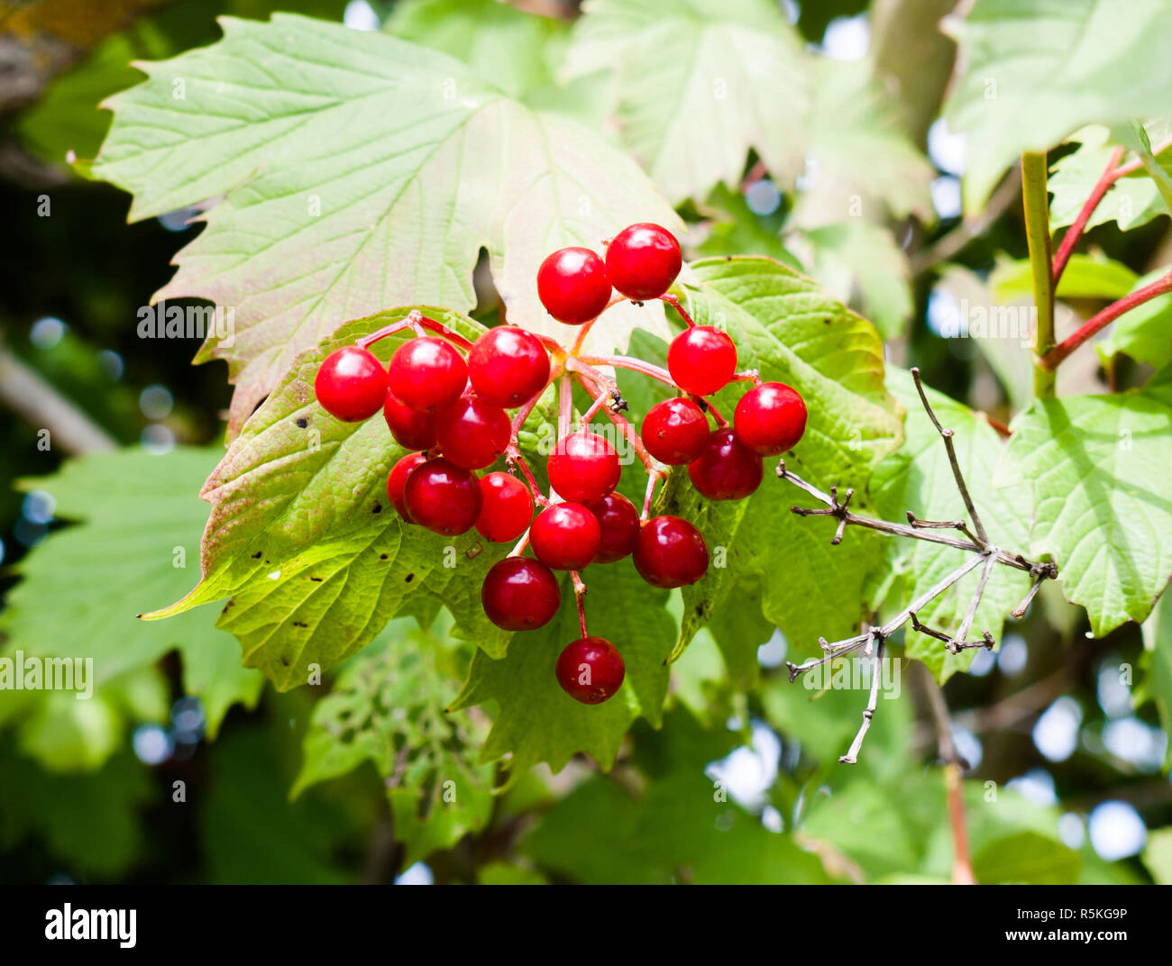beautiful red berries guelder rose (iburnum opulus Stock Photo - Alamy