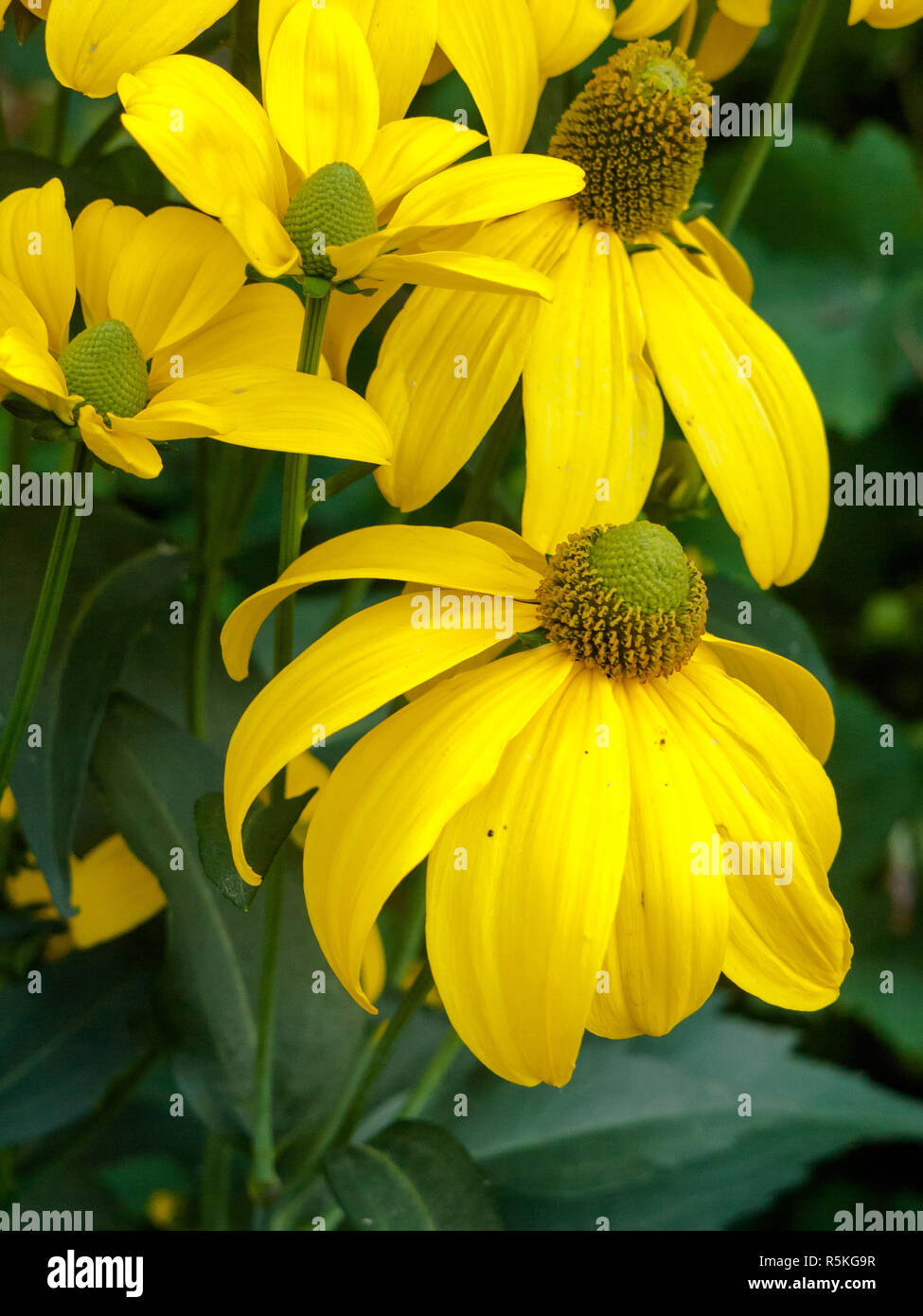 Drooping petals hi-res stock photography and images - Alamy