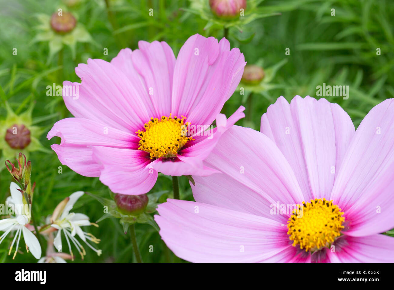 Micro cosmos hi-res stock photography and images - Alamy