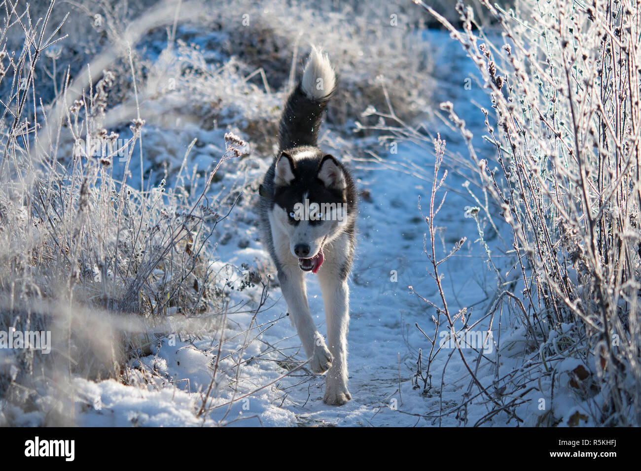 Dog breed Siberian Husky running on a snowy field Stock Photo - Alamy