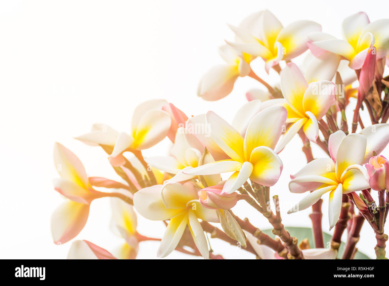 Lanthom hi-res stock photography and images - Alamy