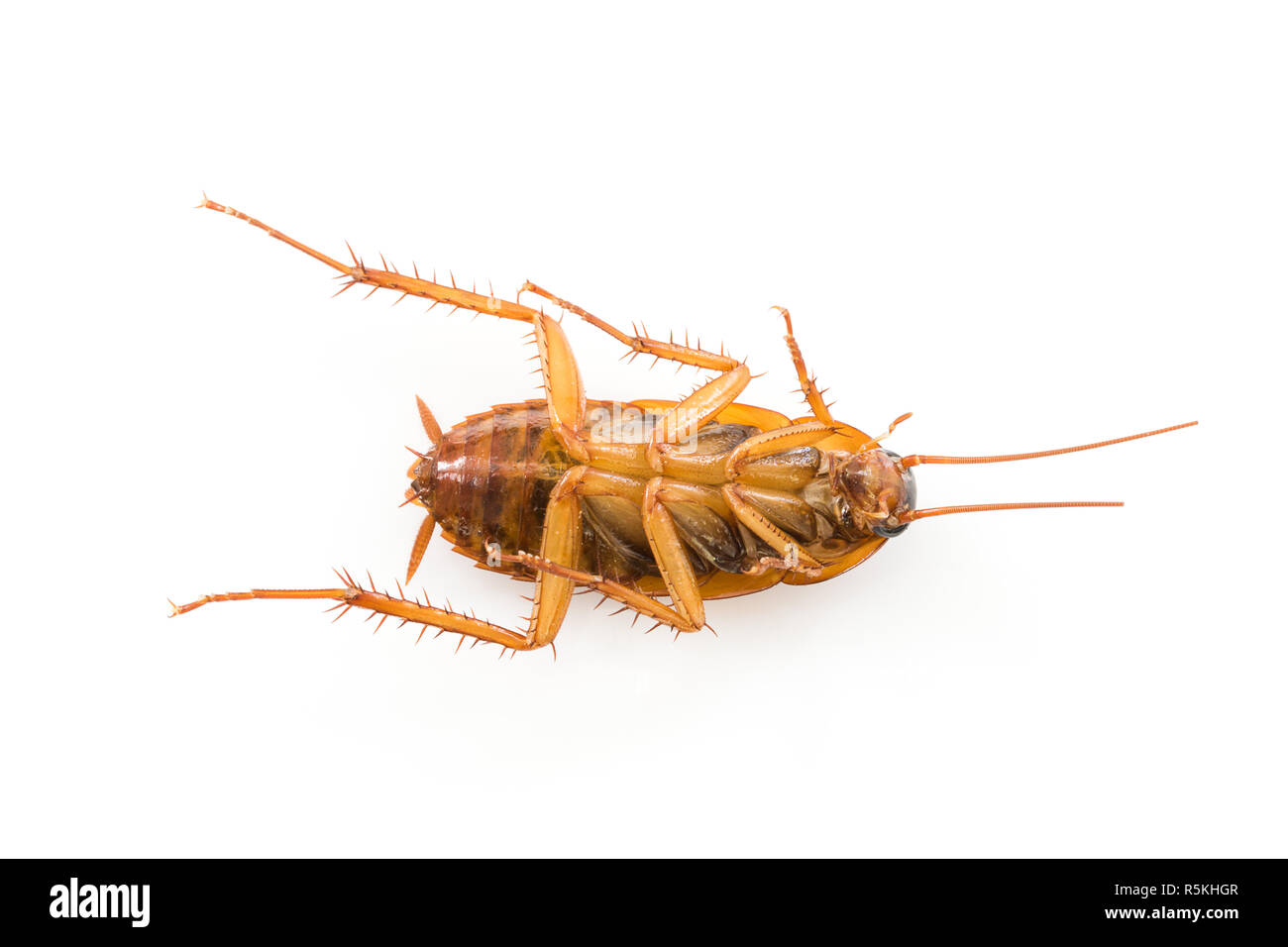 Cockroach egg hi-res stock photography and images - Alamy