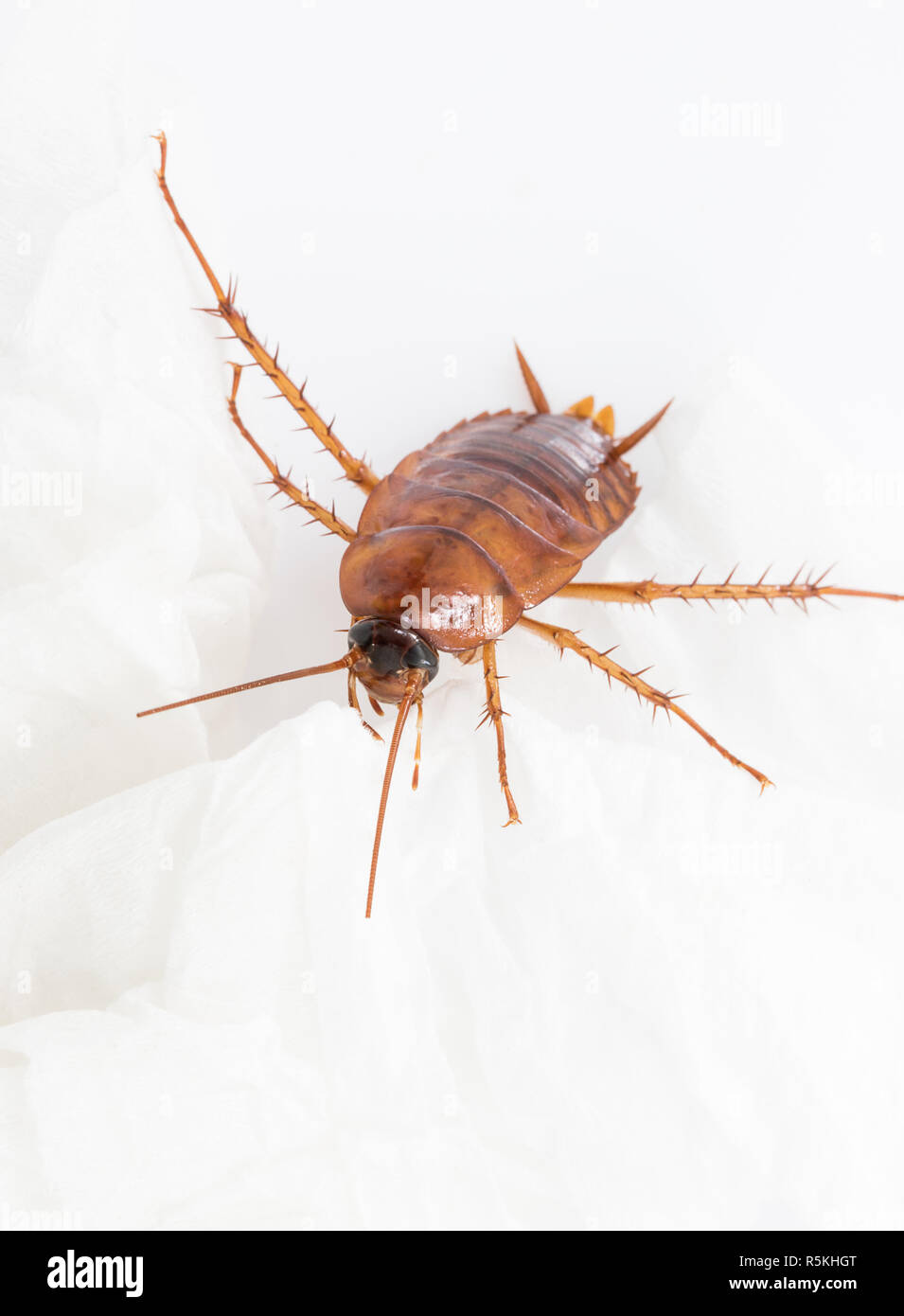 Cockroach egg hi-res stock photography and images - Alamy