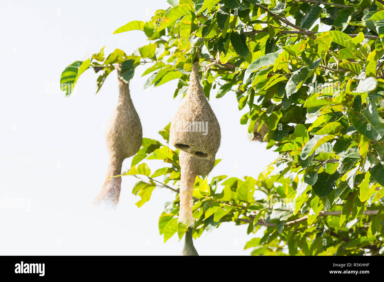 Baya weaver bird nest Stock Photo - Alamy