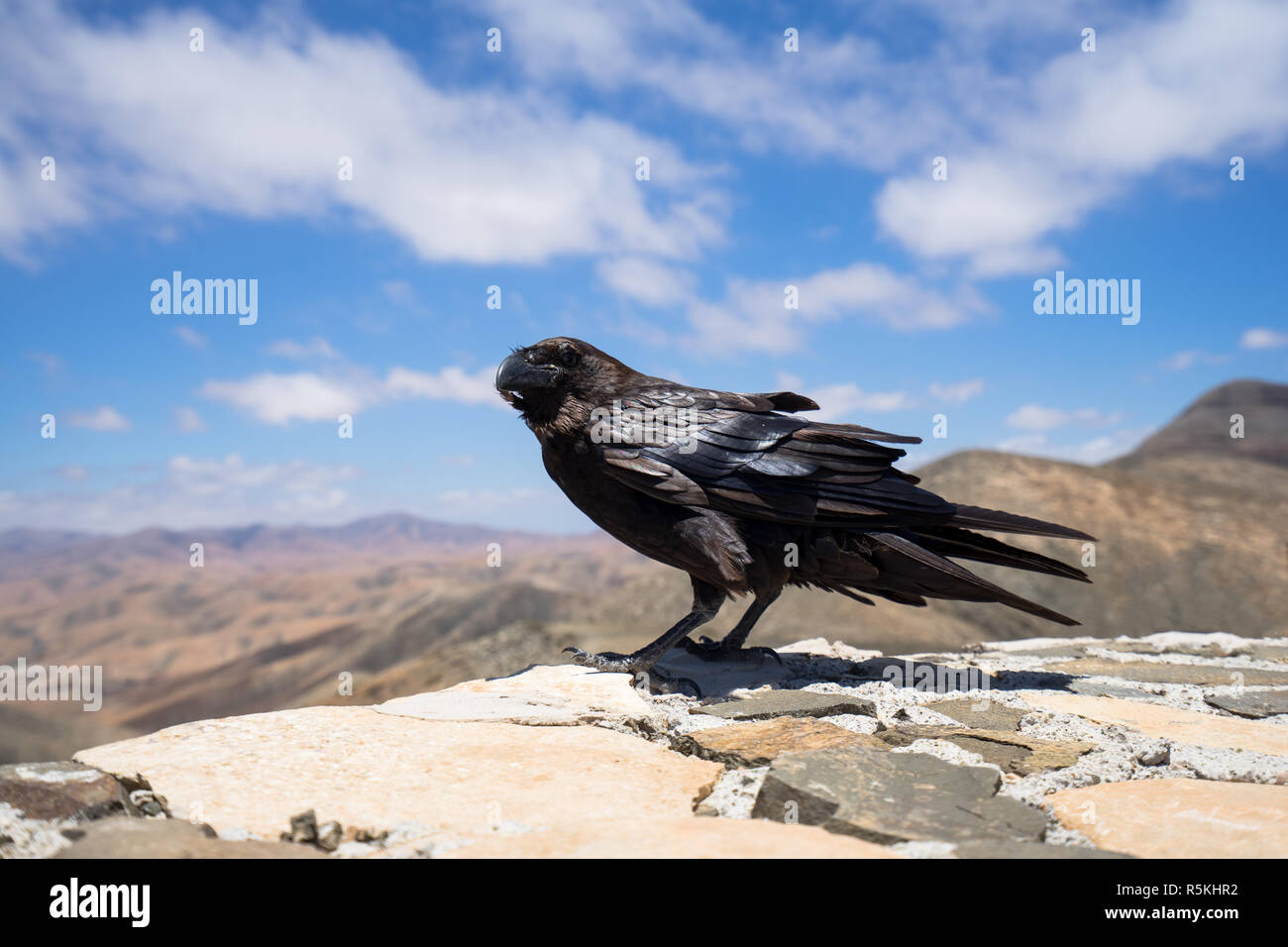 the black raven Stock Photo - Alamy