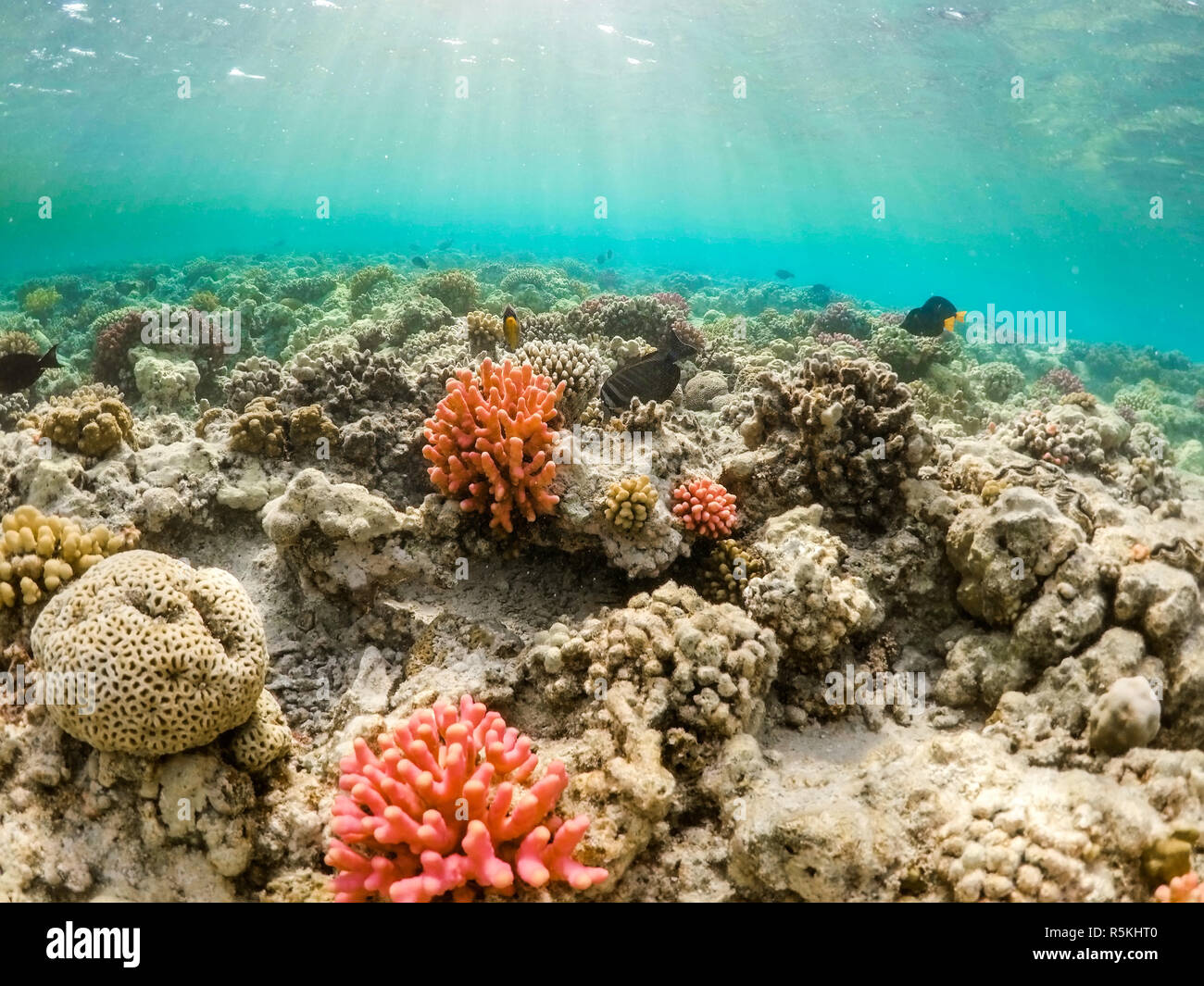 Coral garden in red sea, Marsa Alam, Egypt Stock Photo - Alamy