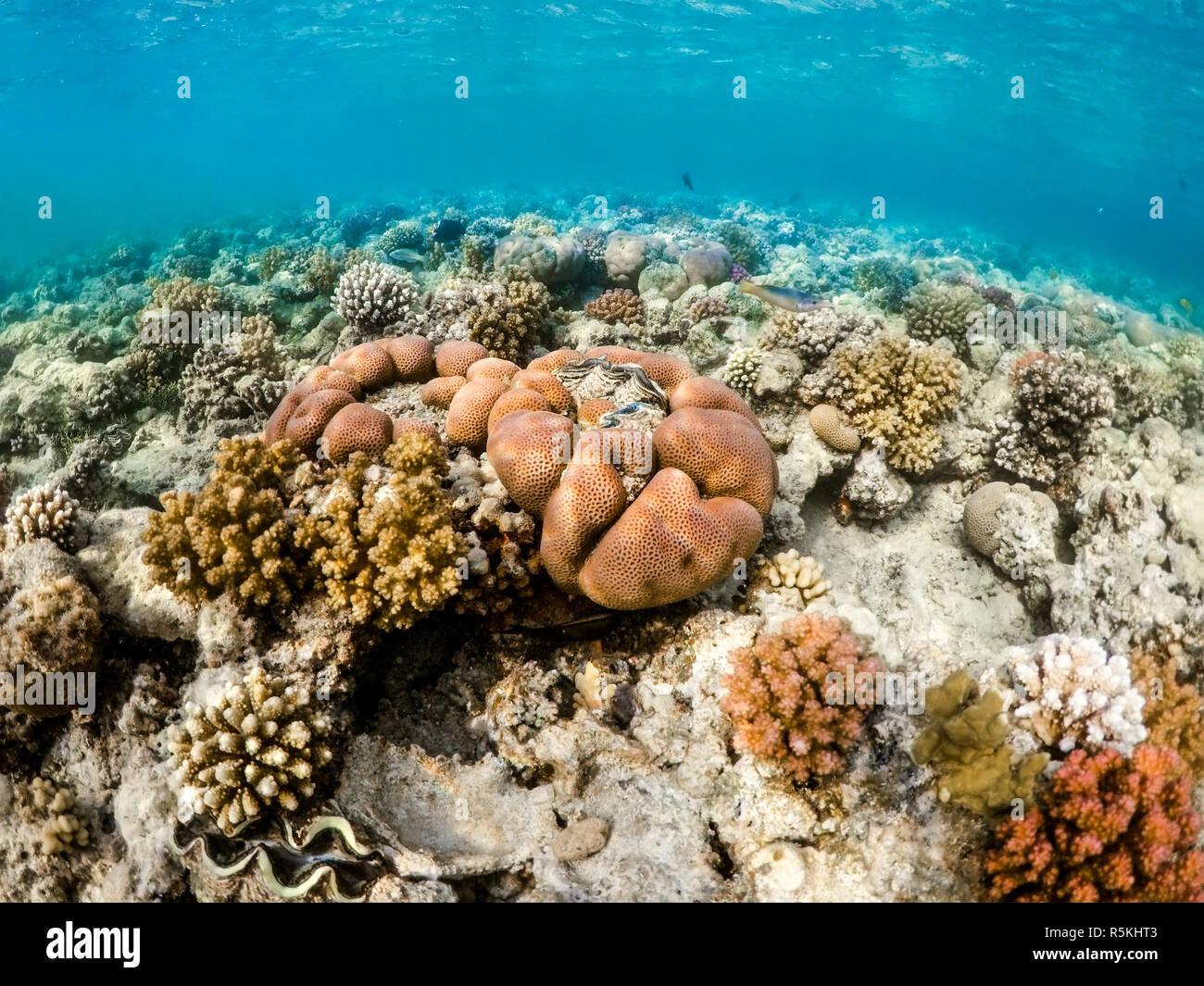 Coral garden in red sea, Marsa Alam, Egypt Stock Photo - Alamy