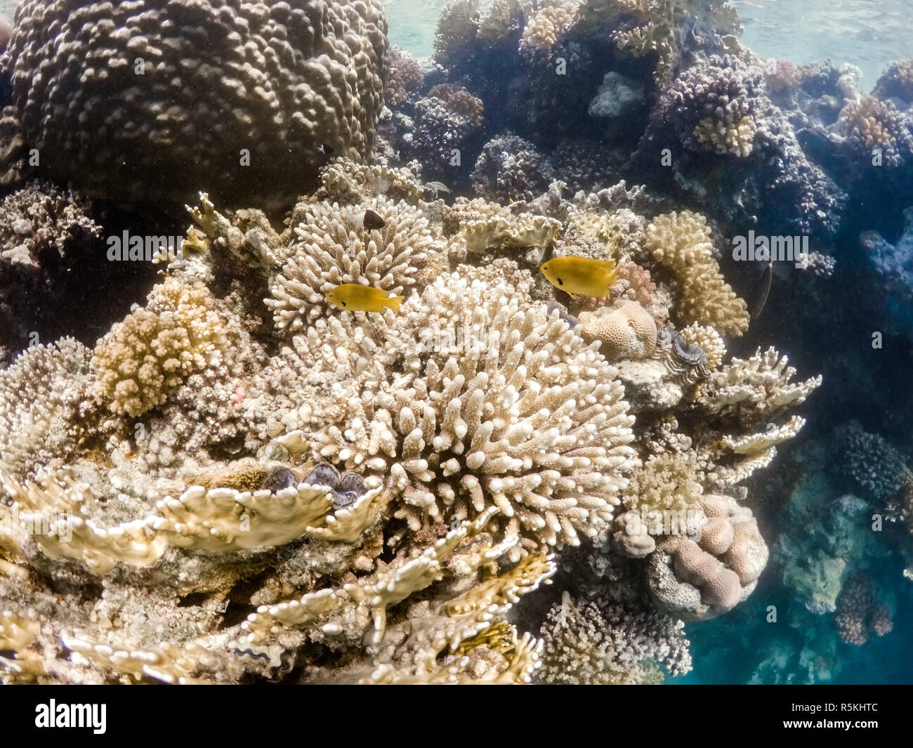 Coral garden in red sea, Marsa Alam, Egypt Stock Photo - Alamy