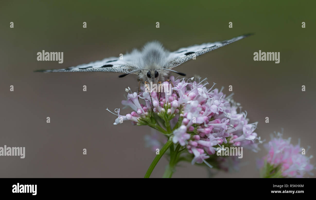 the red apollo or apollo butterfly (parnassius apollo) is a strong ...