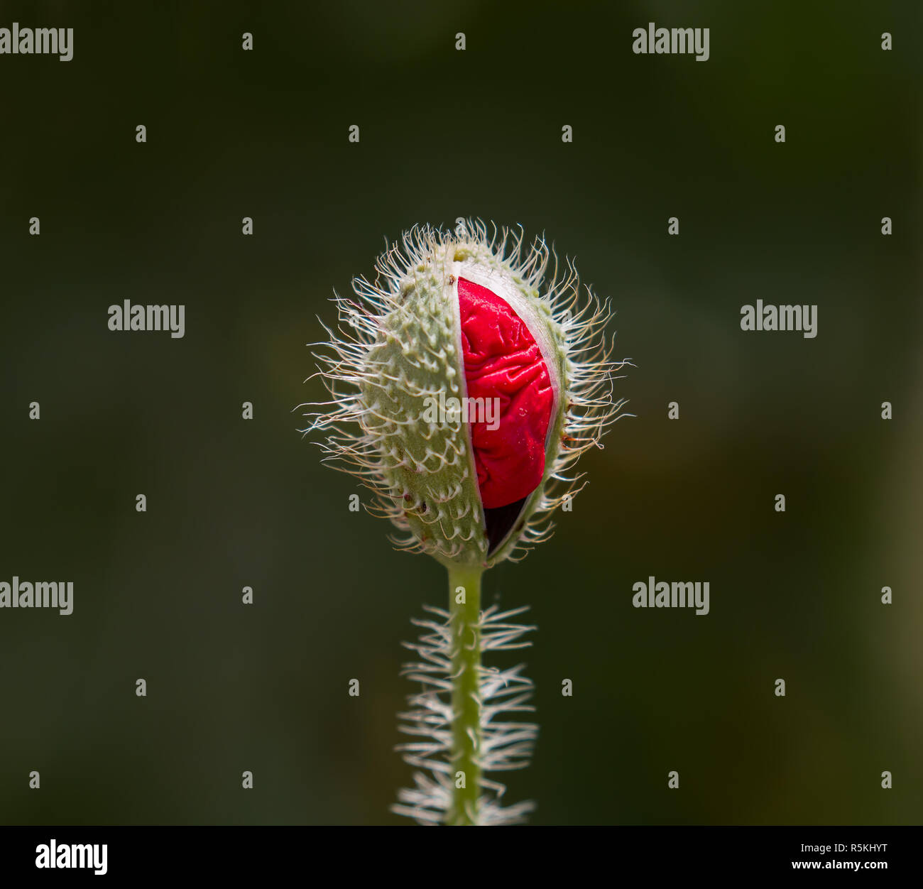 Field Poppy Flower Bud Stock Photo - Alamy