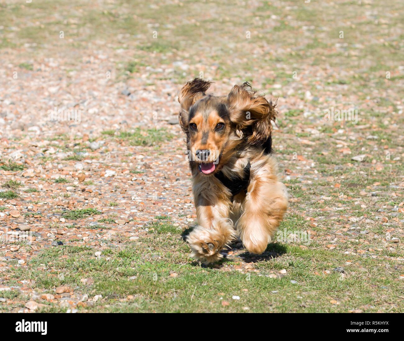 English Cocker Spaniel Puppy Running Stock Photo - Alamy