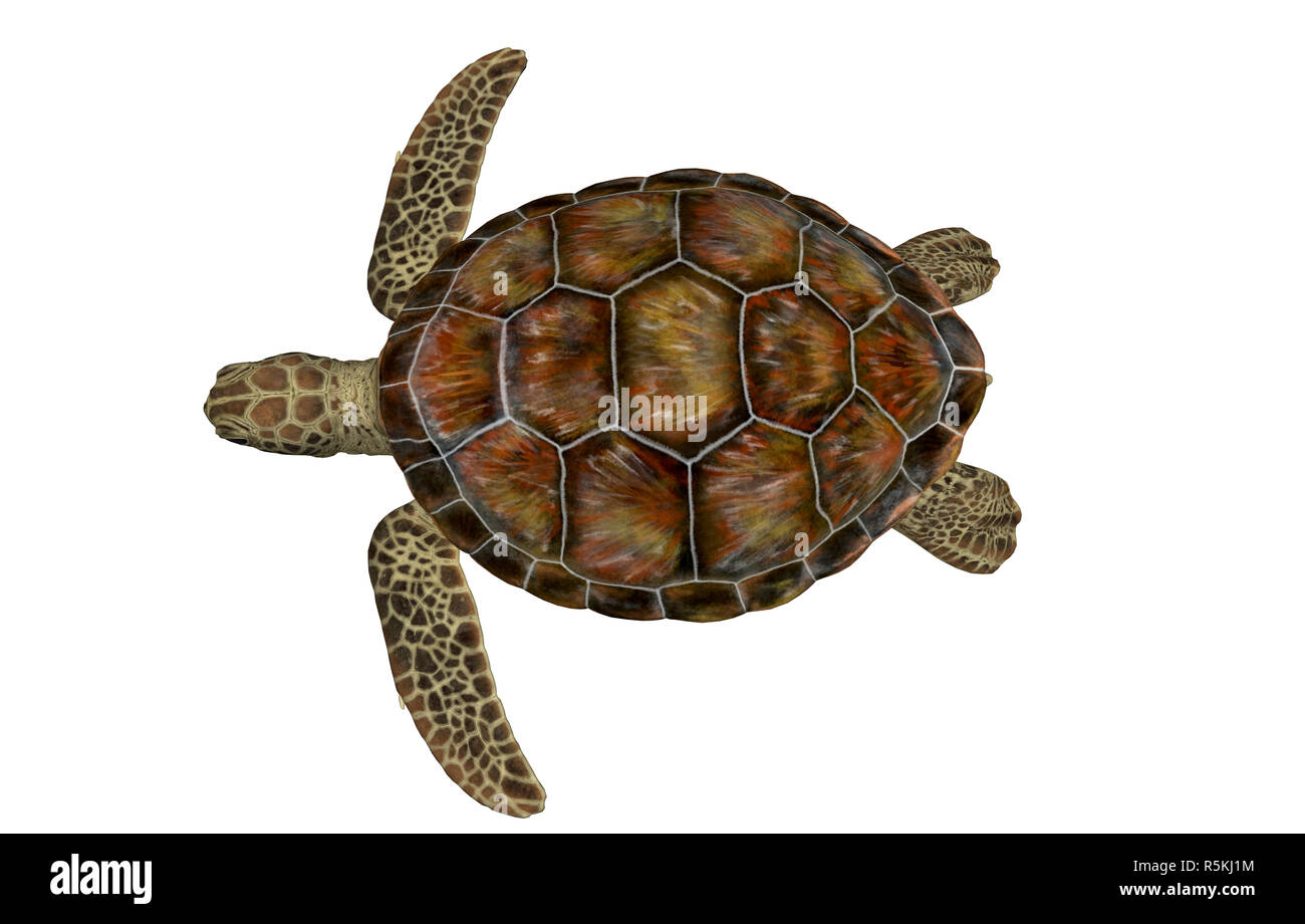 sea turtle isolated Stock Photo - Alamy