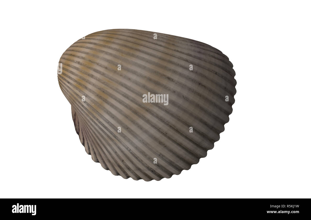 cockle shell isolated Stock Photo - Alamy