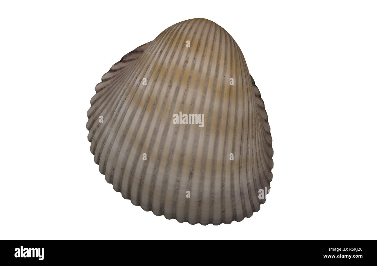 cockle shell isolated Stock Photo - Alamy