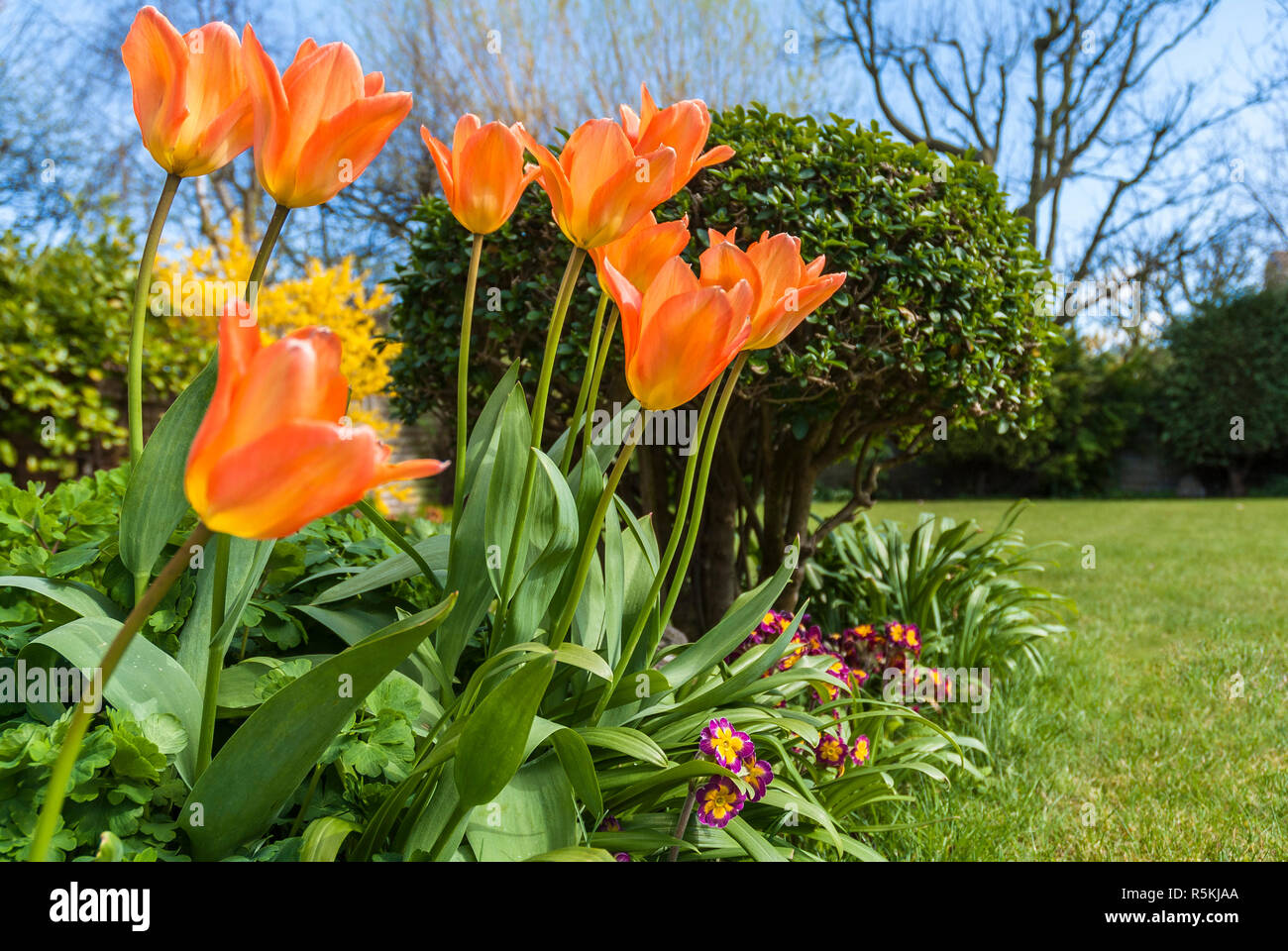 Orange tulips backlit by sunlight in an English garden Stock Photo - Alamy