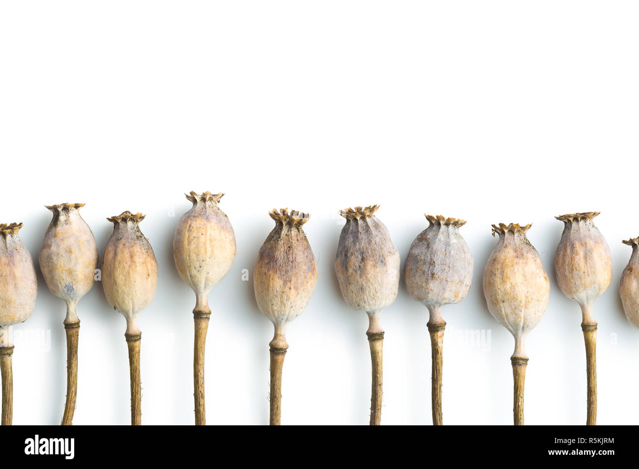Dried poppy heads Stock Photo - Alamy