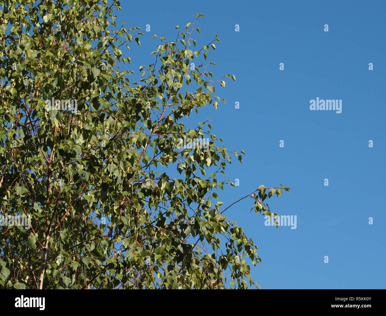 poplar (Populus) tree over blue sky Stock Photo - Alamy
