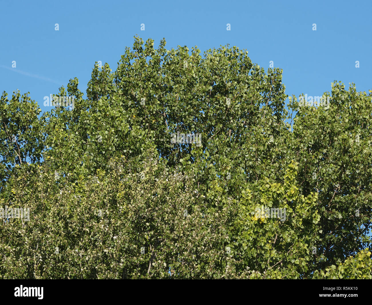 poplar (Populus) tree over blue sky Stock Photo - Alamy